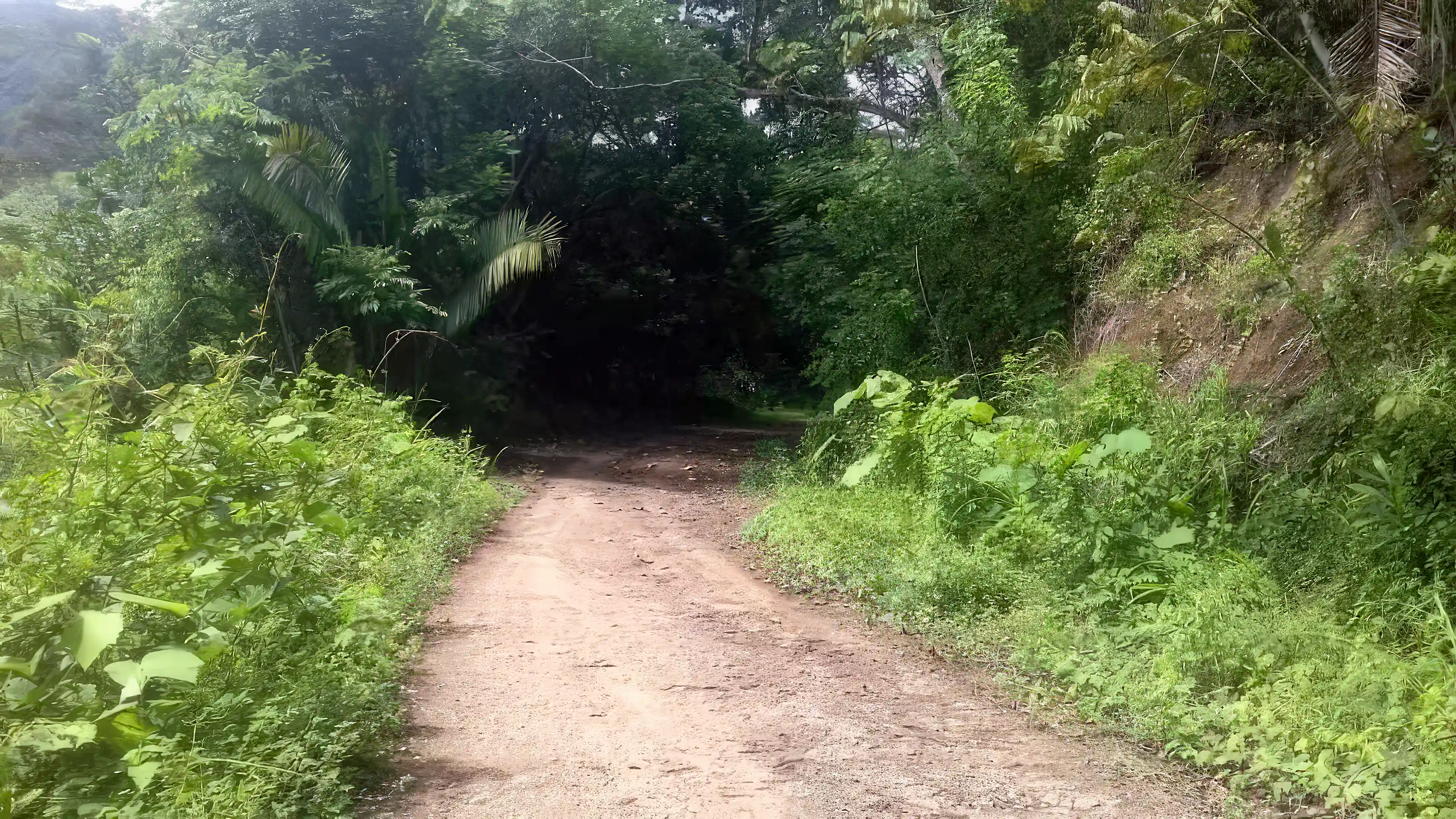 Teak Farm for Sale in Lepanto, Puntarenas, Costa Rica