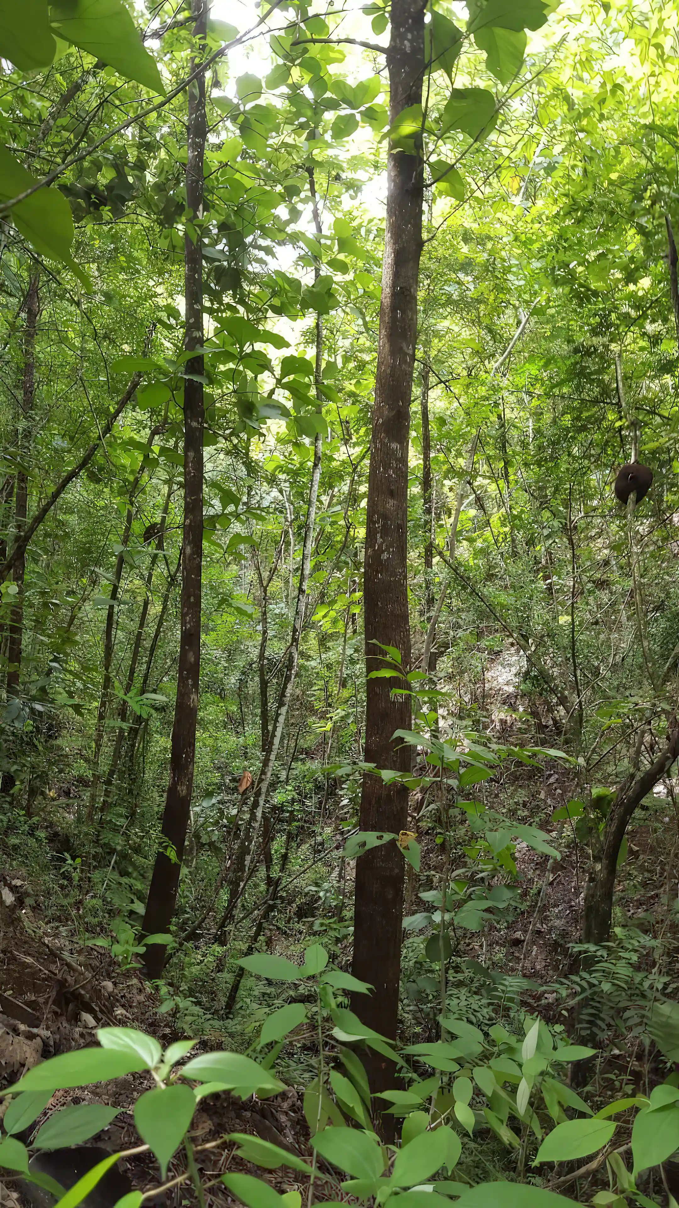 Teak Farm for Sale in Lepanto, Puntarenas, Costa Rica