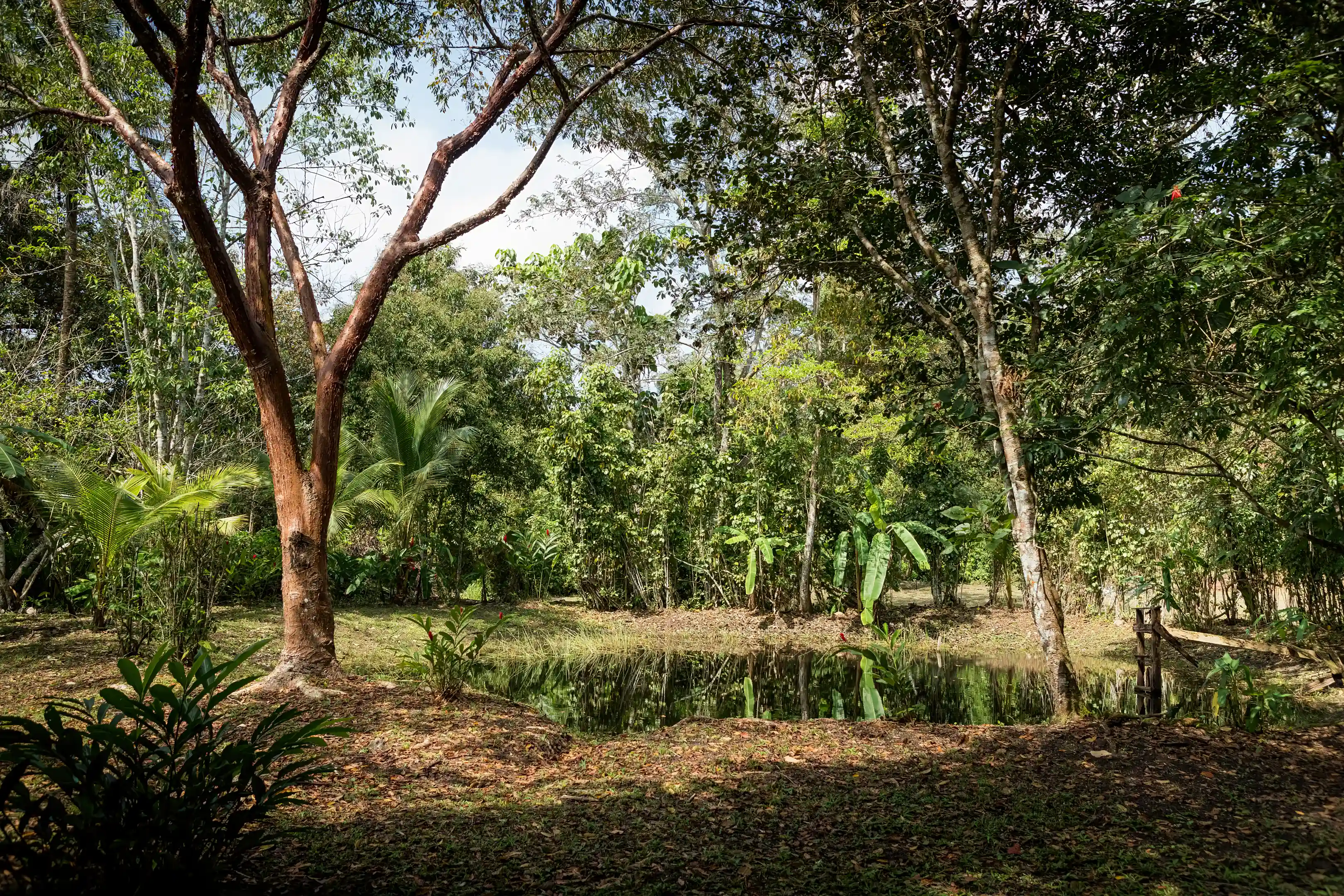 100-Acre Tropical Ranch for Sale in 7 Mile Village, Mountain Pine Ridge ...