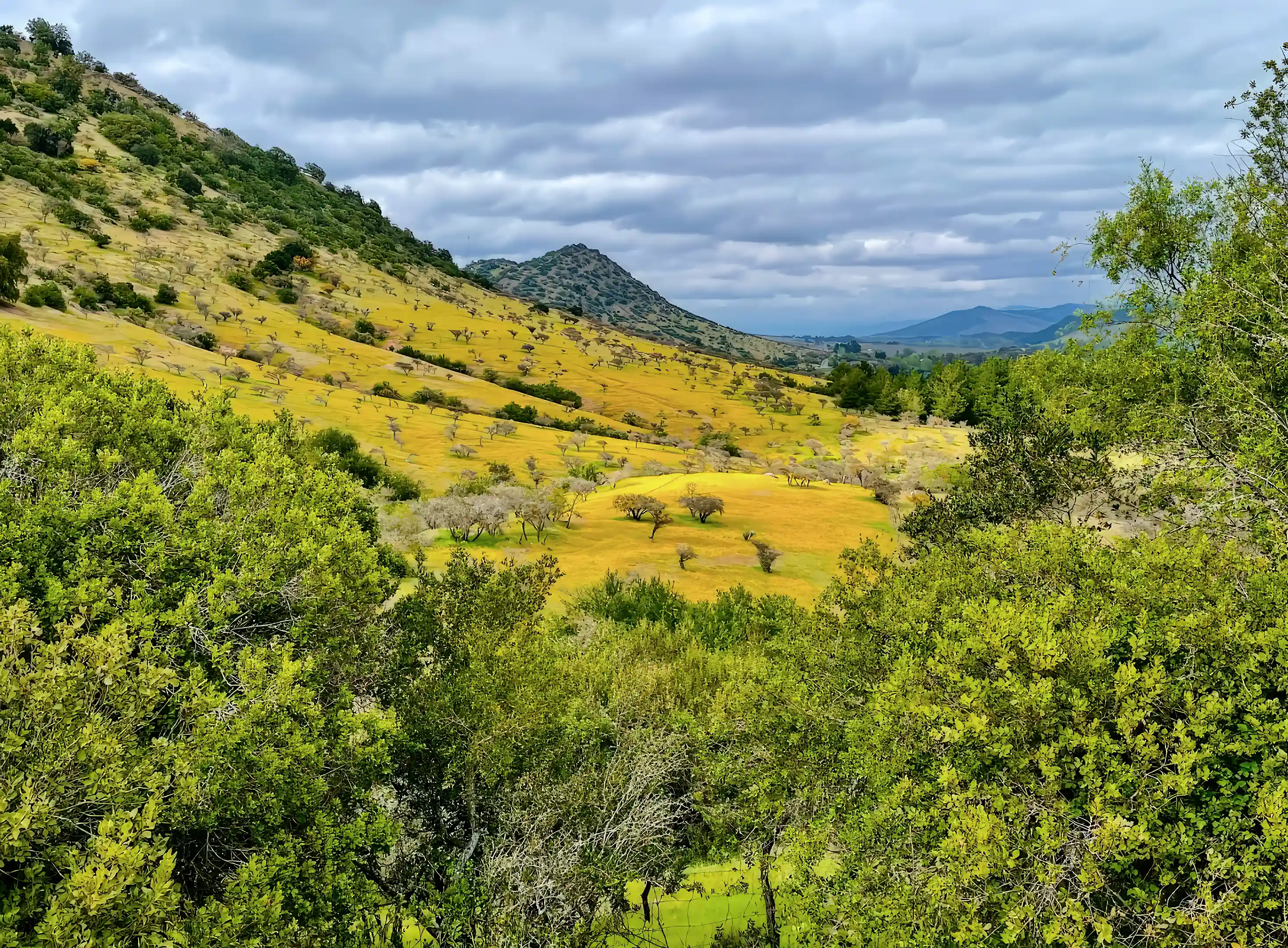 Small Farm Lot for Sale in Patagonia Farms, Tapihue Valley, Pencahue ...