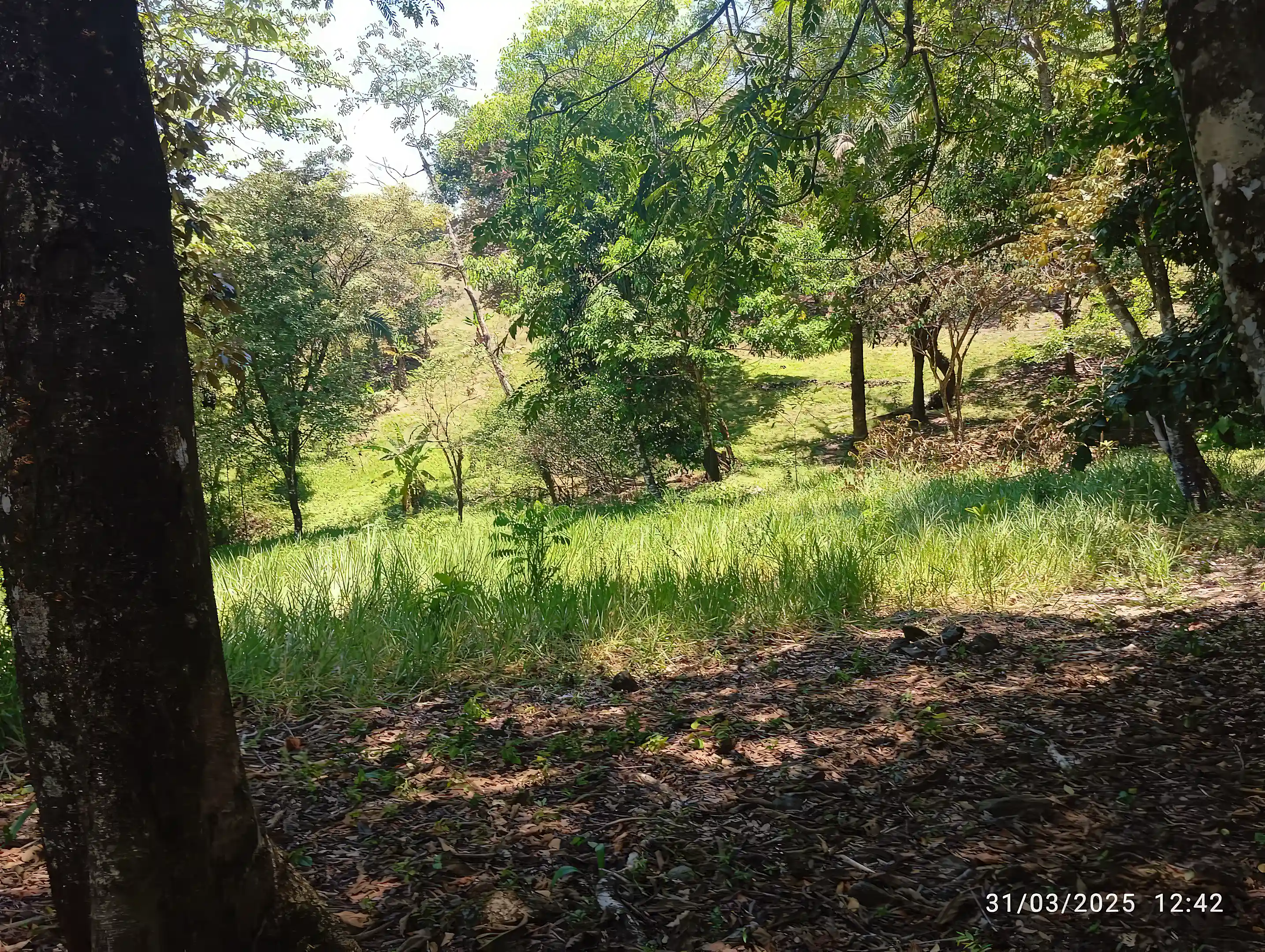 Beachfront Lot for Sale in Quebrada De Piedra, Morro Negrito, Tole ...