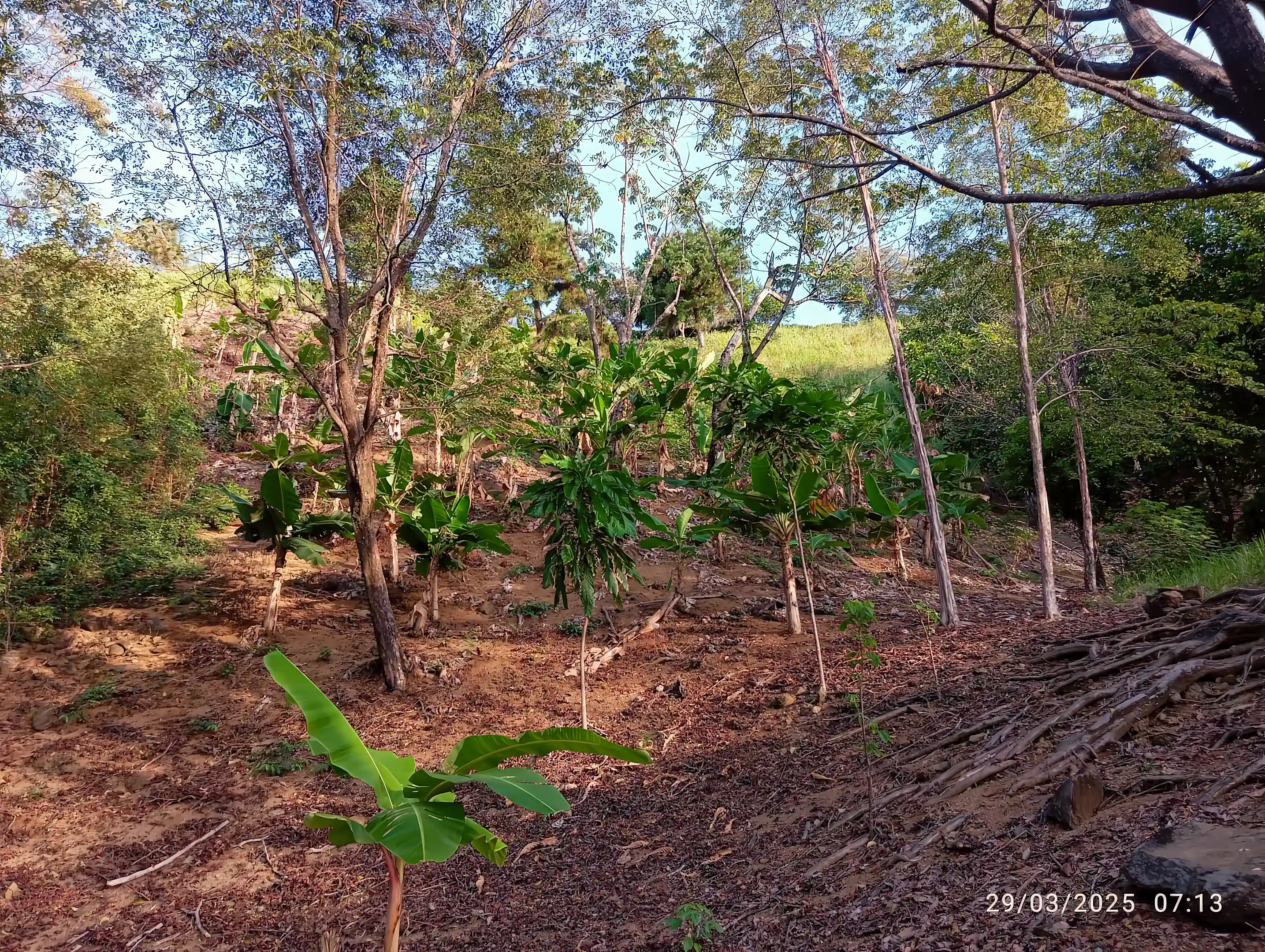 Beachfront Lot for Sale in Quebrada De Piedra, Morro Negrito, Tole ...