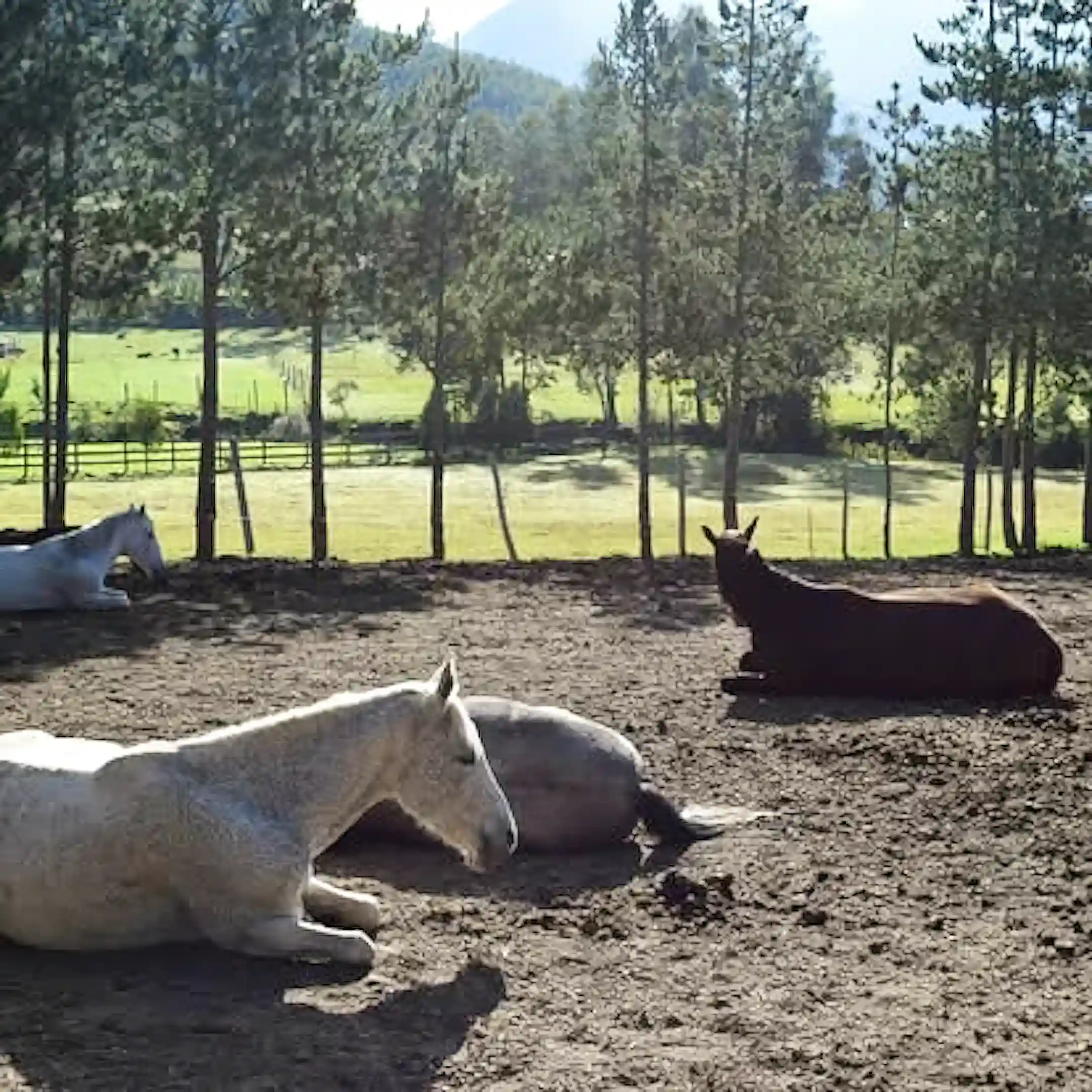 Equine Estate for Sale in Paquiestancia, San Miguel De Paquiestancia ...