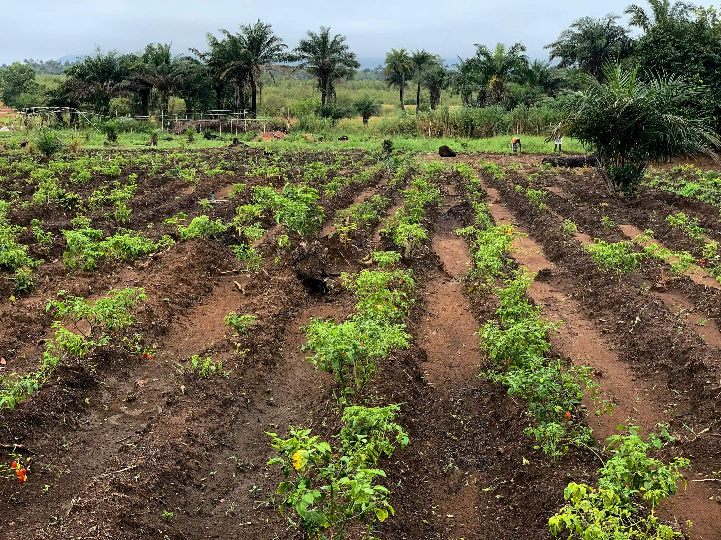 25 Acre Farm for Sale and Rent in Sow Farm, Source of Wellness Farm ...