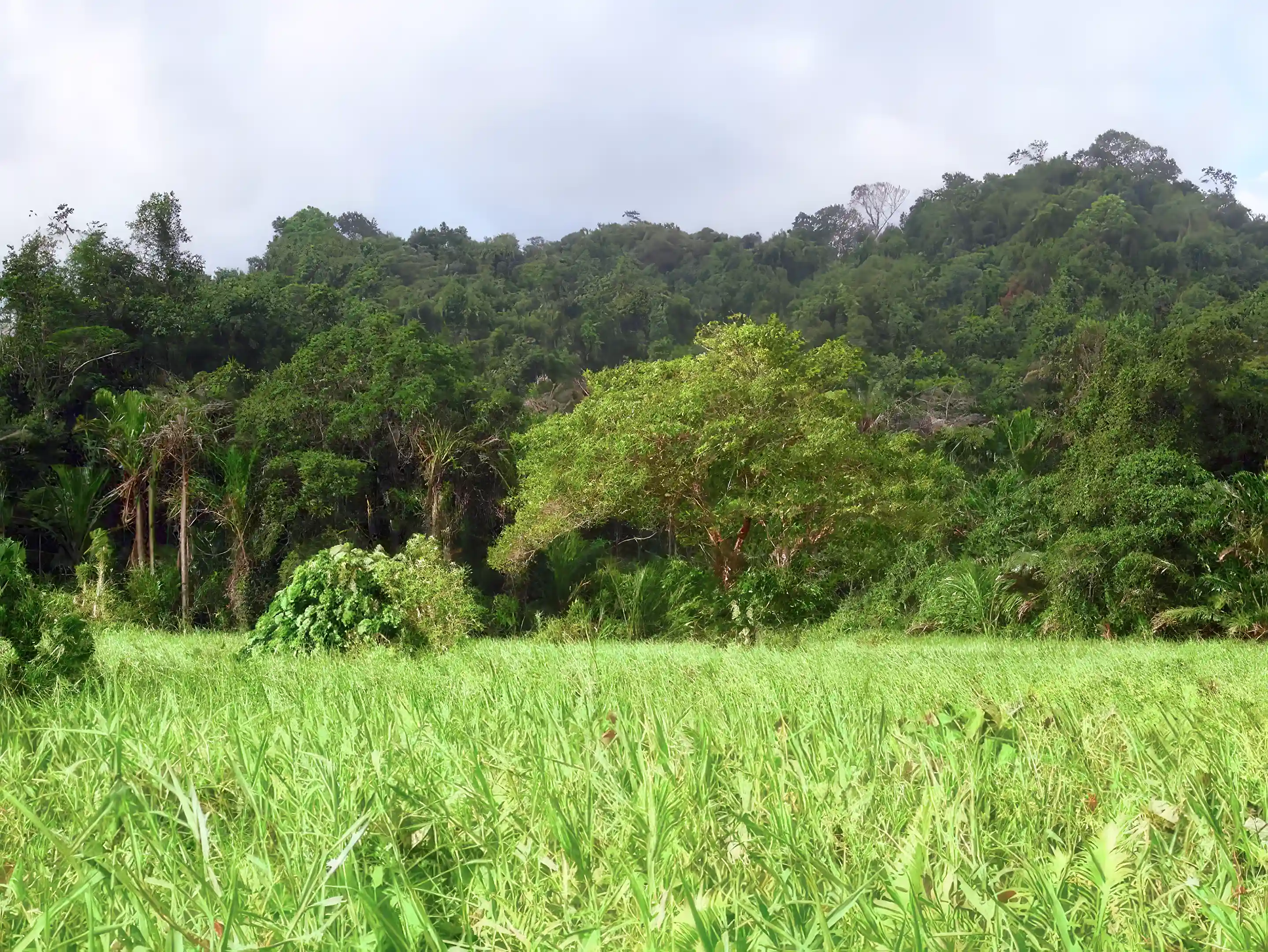 Undeveloped Land for Sale in Pacific Harbour, Serua, Central Division, Fiji