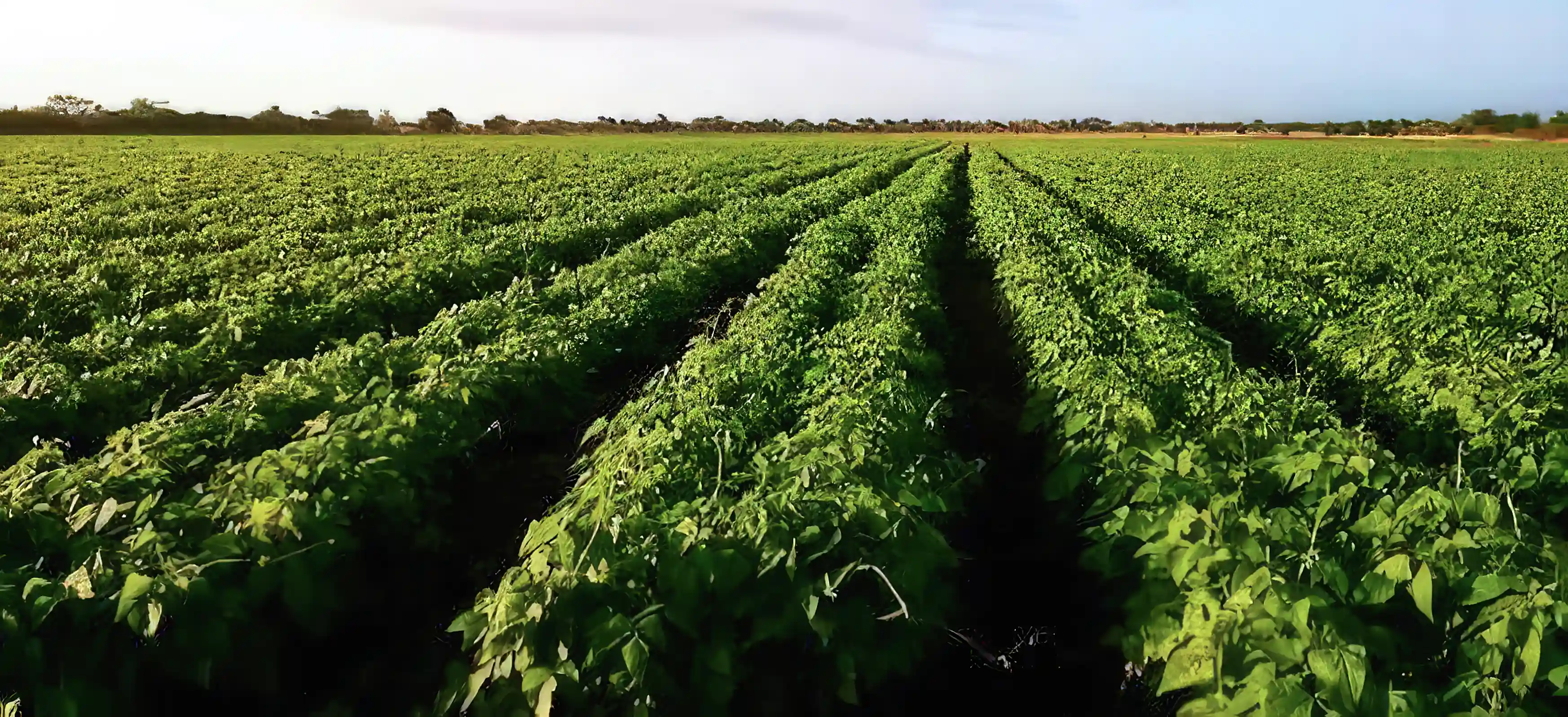 Irrigated Commercial Farm for Sale and Rent in N221, Matuba ...