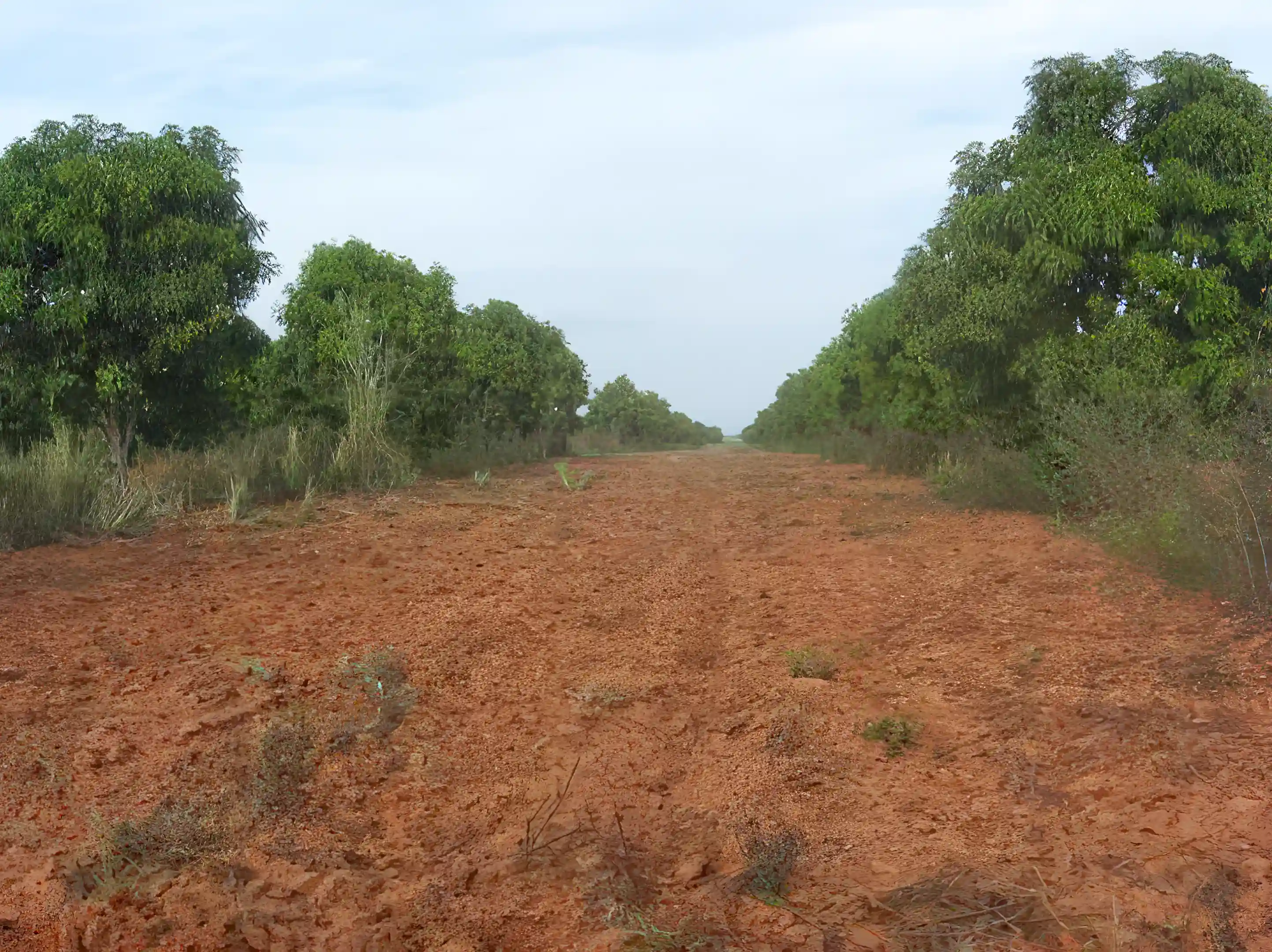 Producing Mango Ranch for Sale in Cuajinicuilapa, Guerrero, Mexico