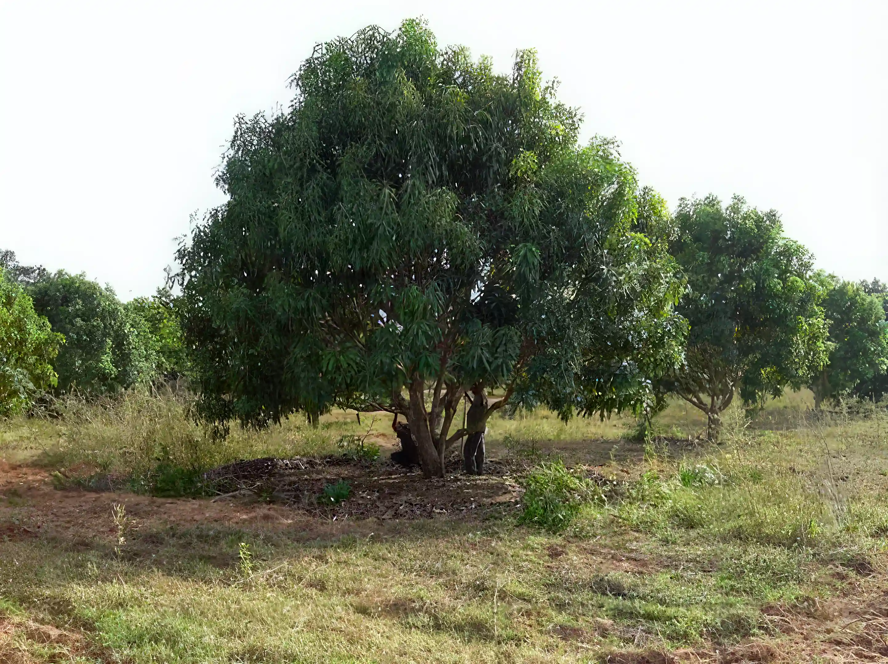 Producing Mango Ranch for Sale in Cuajinicuilapa, Guerrero, Mexico